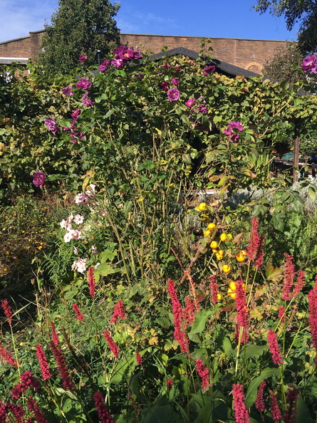 Culpeper Community Garden