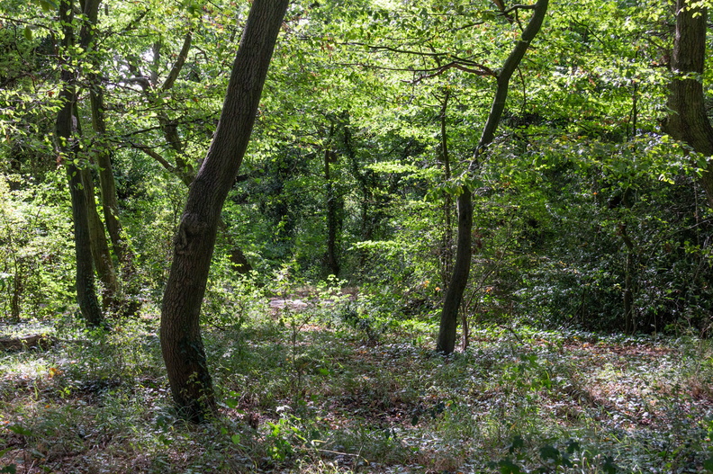 Forster Memorial Park