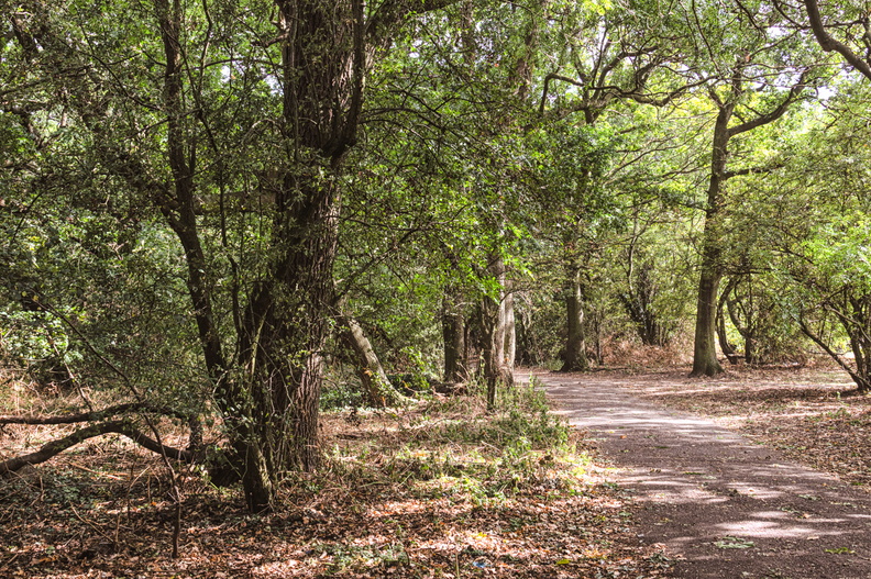 Forster Memorial Park